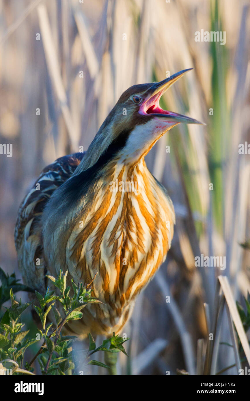 American Bittern, courtship call Stock Photo - Alamy