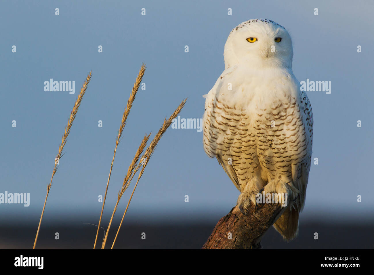 Snowy Owl, feathered feet Stock Photo - Alamy