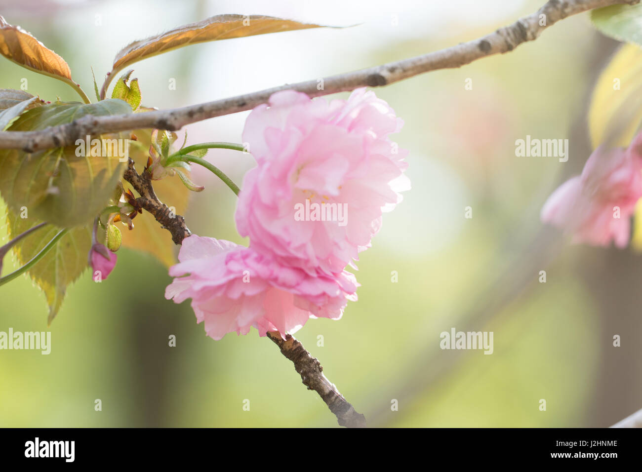 sakura cherry blossom tree japan branch Stock Photo - Alamy
