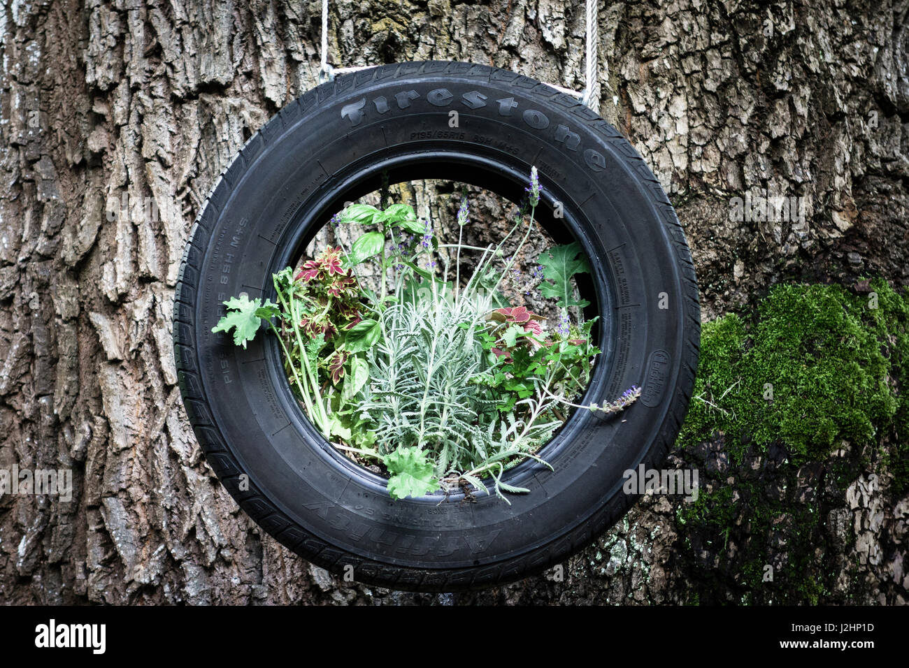 Hanging tire being used as a planter hi-res stock photography and ...