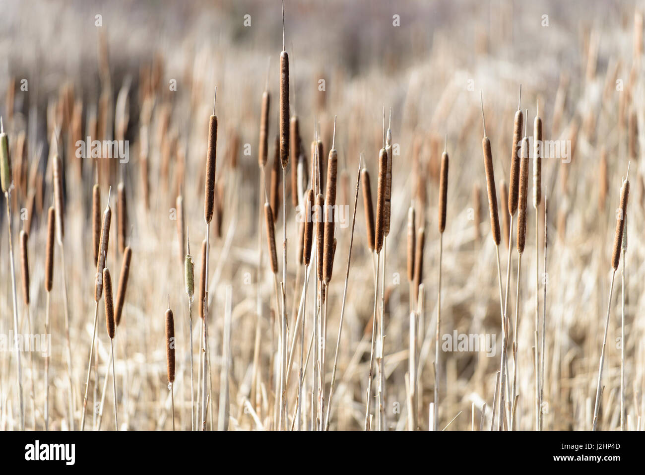 Skagit River Delta, Washington State. Dry cattails (Typha latifolia) in ...