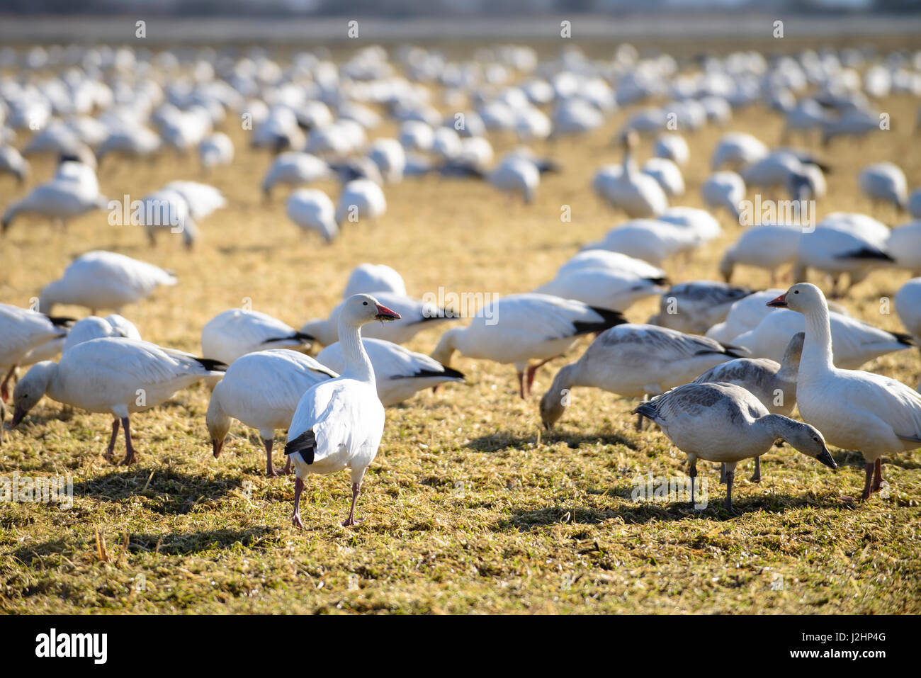 Skagit River Delta, Washington State. Snow geese feeding (Chen ...