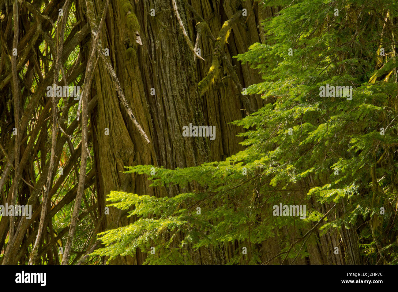 Grove of the patriarchs mount rainier hi-res stock photography and ...