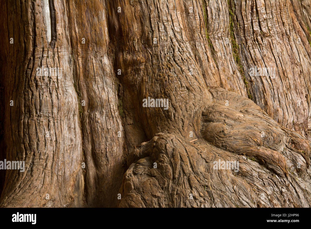 Gnarled cedar tree hi-res stock photography and images - Alamy