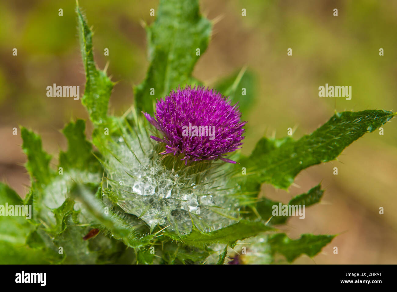 Invasive Purple Thistle on the Olympic Peninsula Stock Photo - Alamy