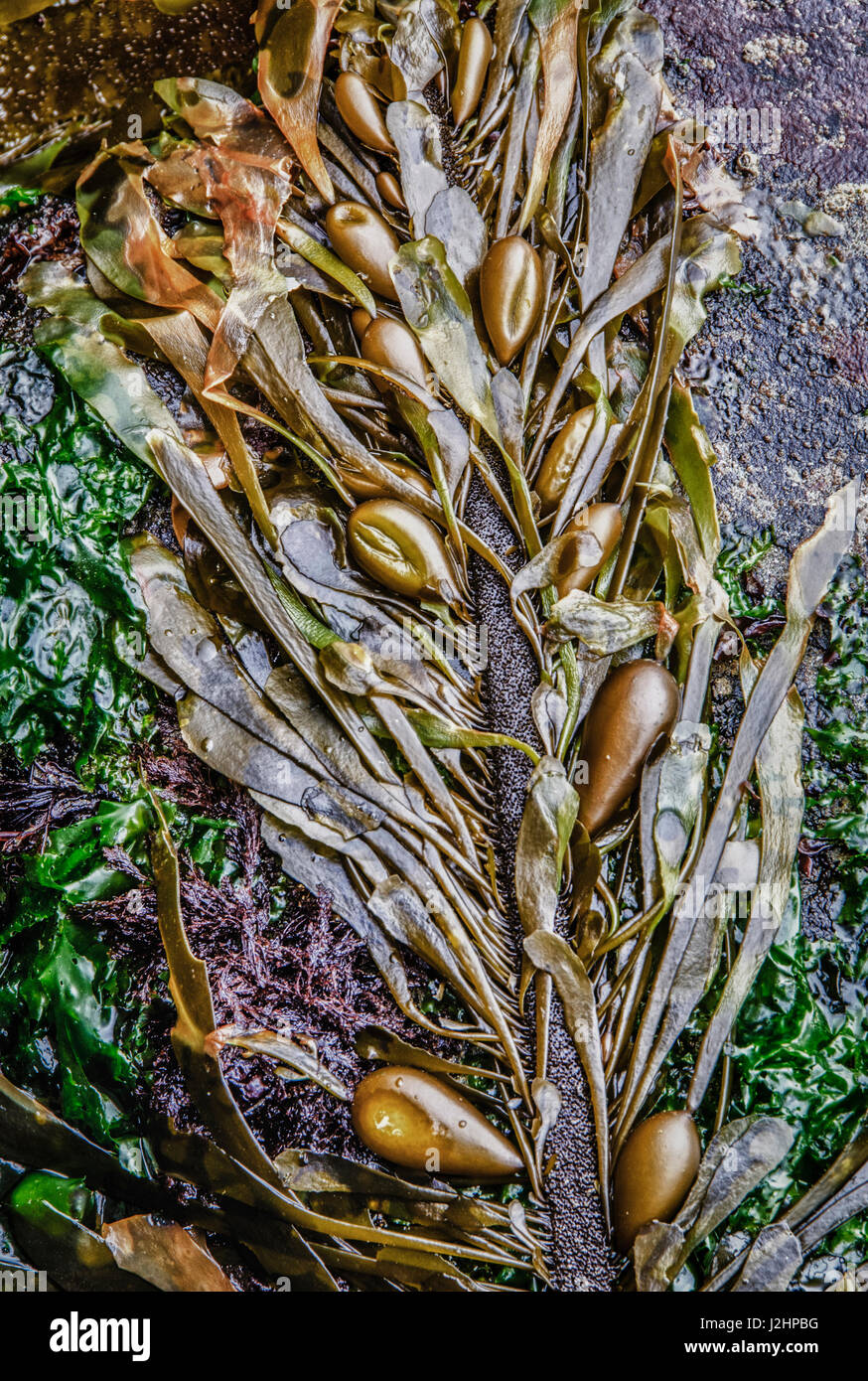Olympic National Park, USA, Second Beach, kelp Stock Photo - Alamy