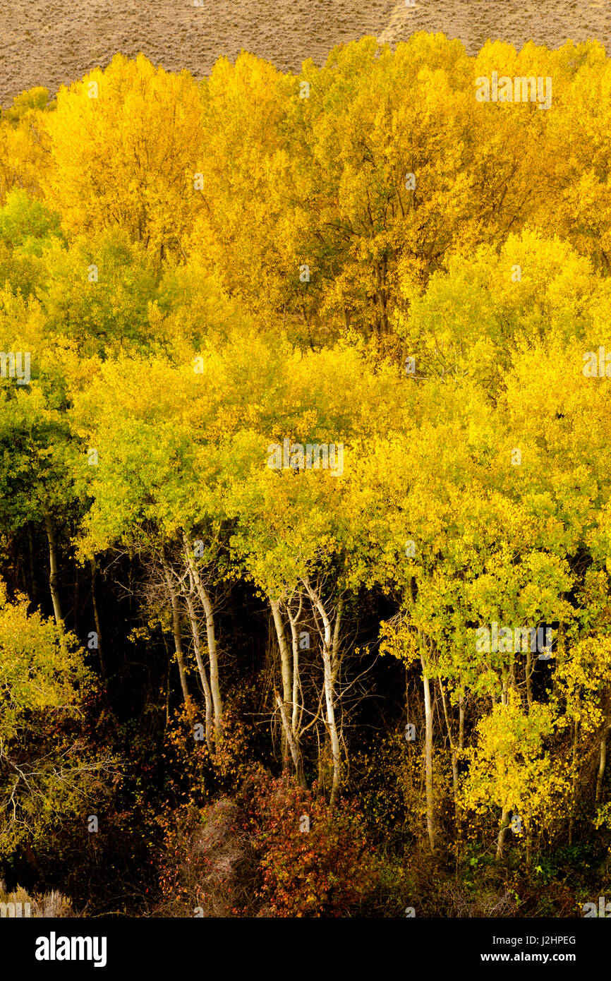 USA, Washington, Yakima Canyon. Fall color in the Yakima Canyon Stock ...