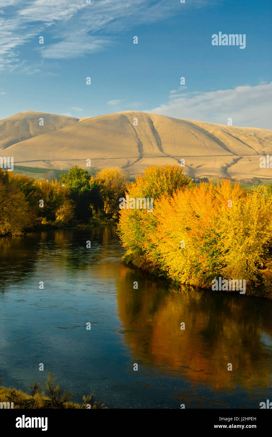 USA, Washington, Benton City. Autumn color lights the trees along the ...