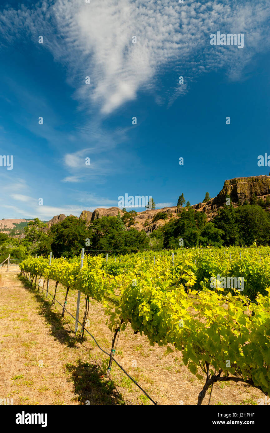 Usa, Washington State, Columbia River Gorge. Syrah vineyard of Syncline ...