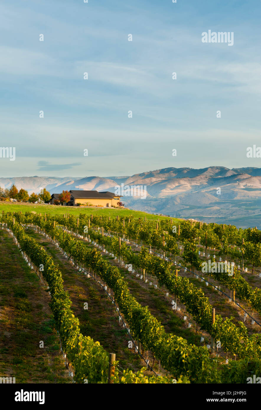 Usa, Washington State, Lake Chelan. Clos CheValle Vineyard Stock Photo ...