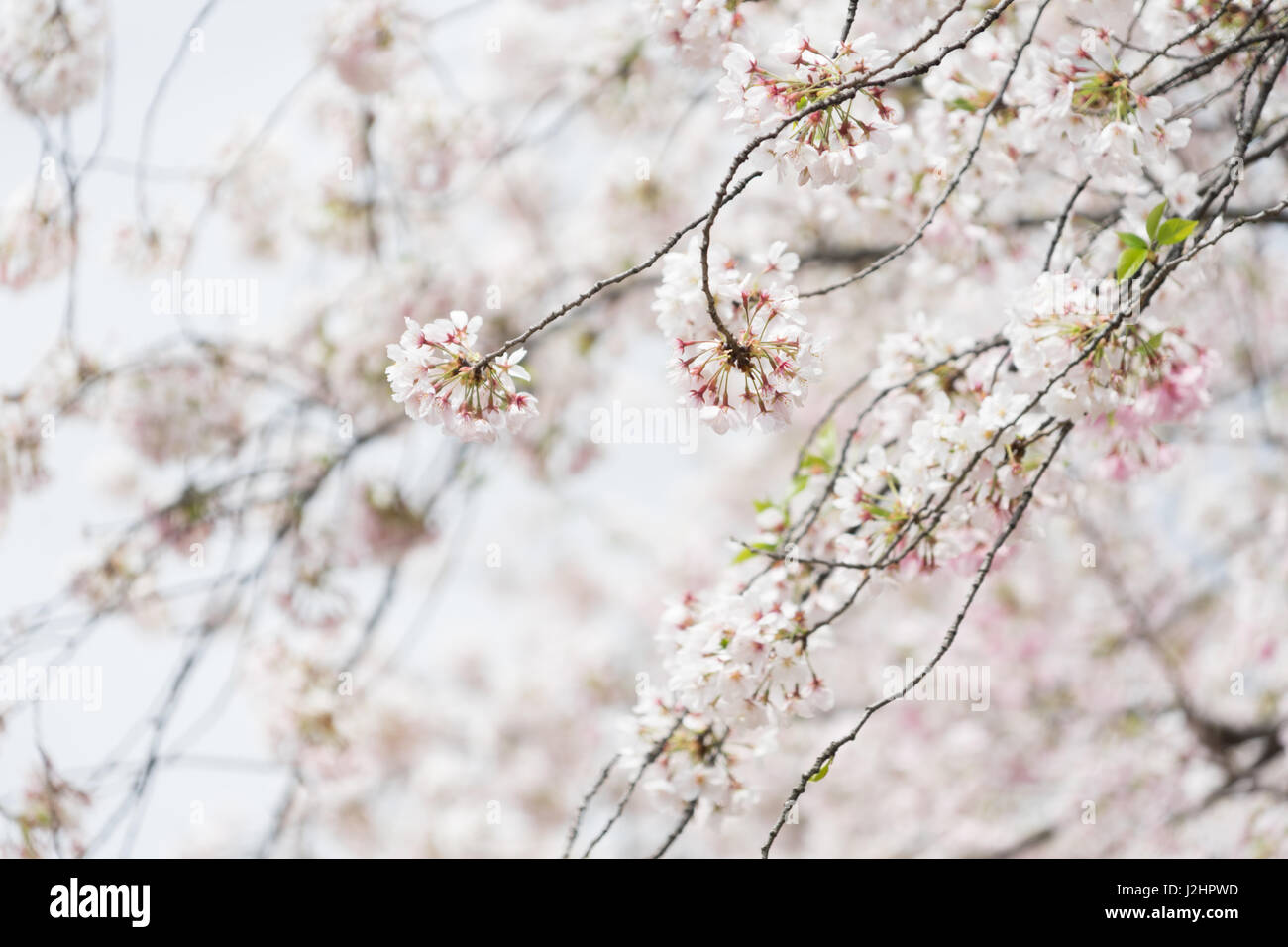 sakura cherry blossom tree japan branch Stock Photo - Alamy