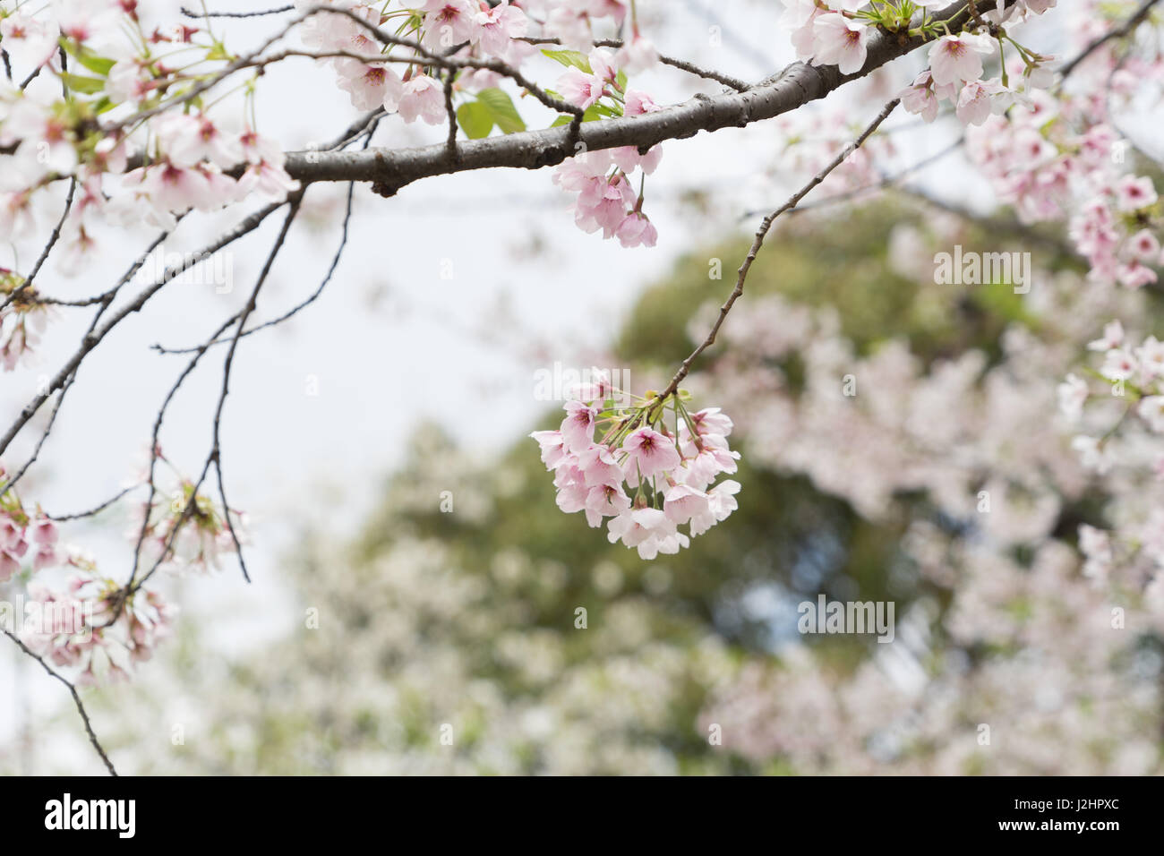 sakura cherry blossom tree japan branch Stock Photo - Alamy