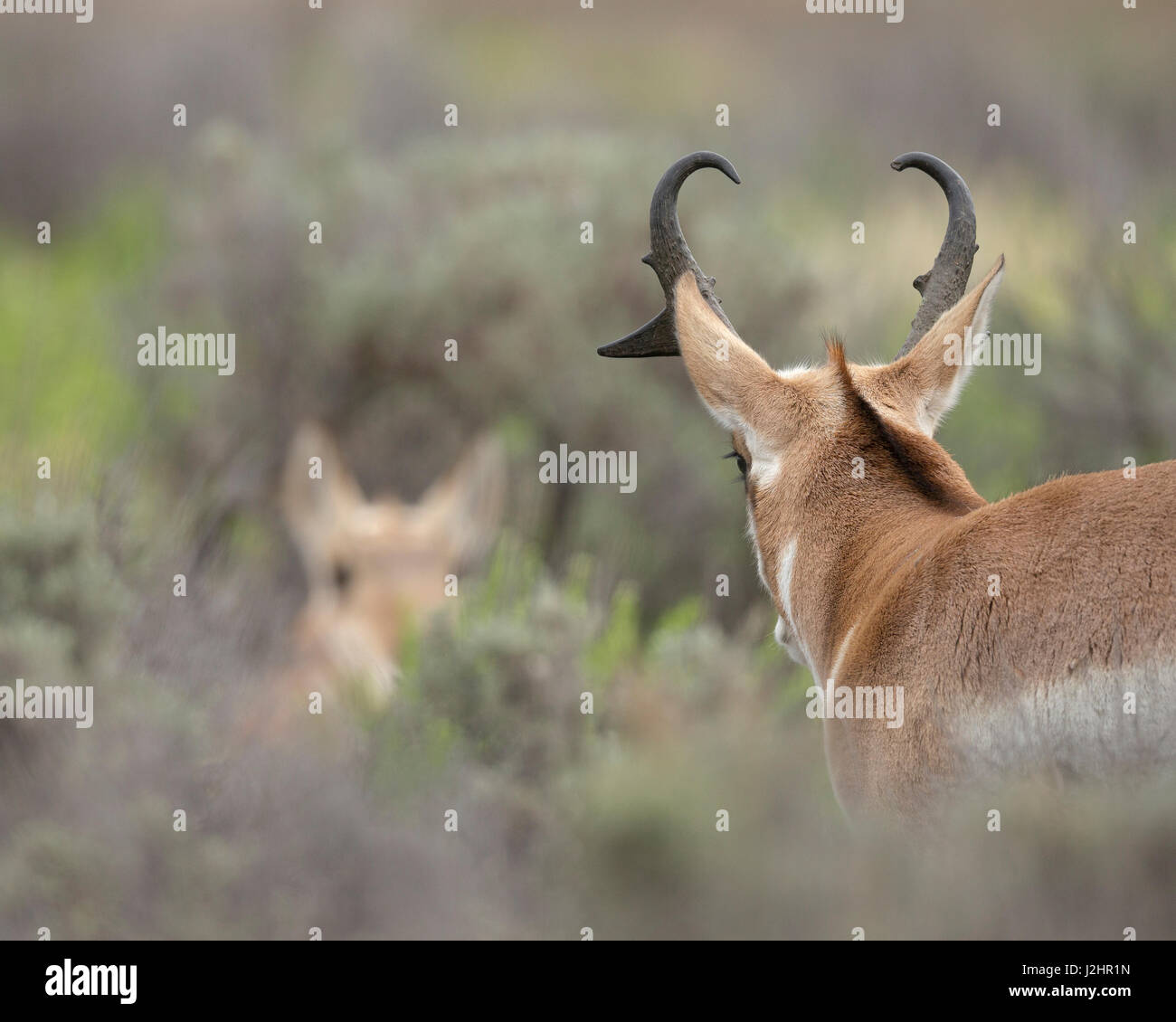 Pronghorn antelope mating behavior hi-res stock photography and images ...