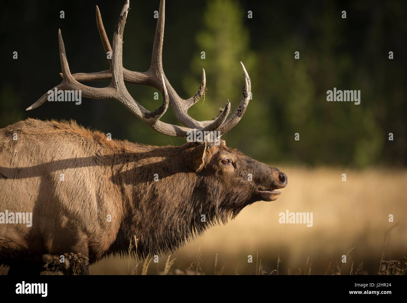 Mud covered antlers on a Rocky mountain bull elk in rut, Cervus elaphus ...