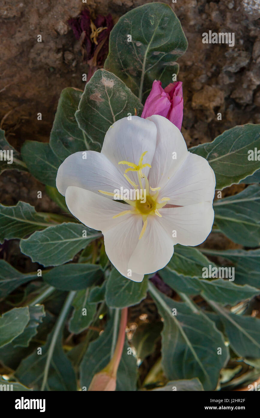 Evening Primrose on the Trailside Bank along the North Fork of the ...