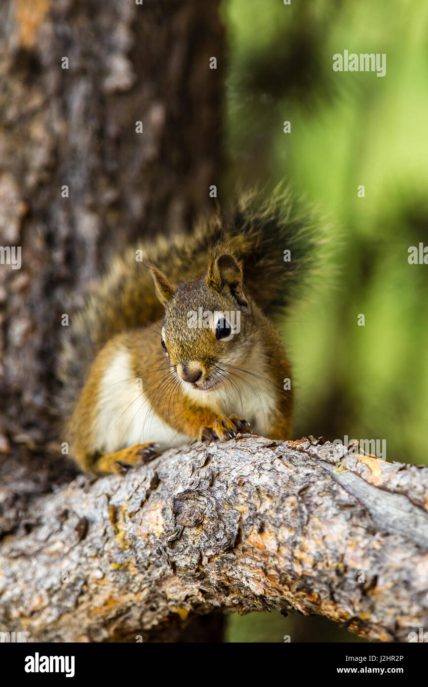 Red Tree Squirrel posing on Branch in Flagg Ranch, Wyoming Stock Photo ...