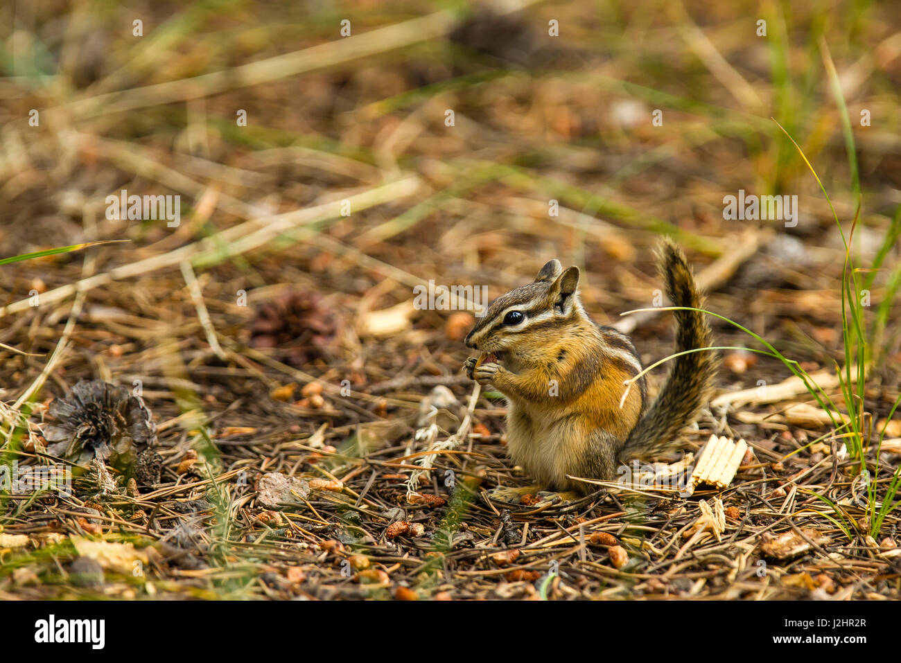 Least Chipmunk Foraging on the ground in Flagg Ranch, Wyoming Stock ...
