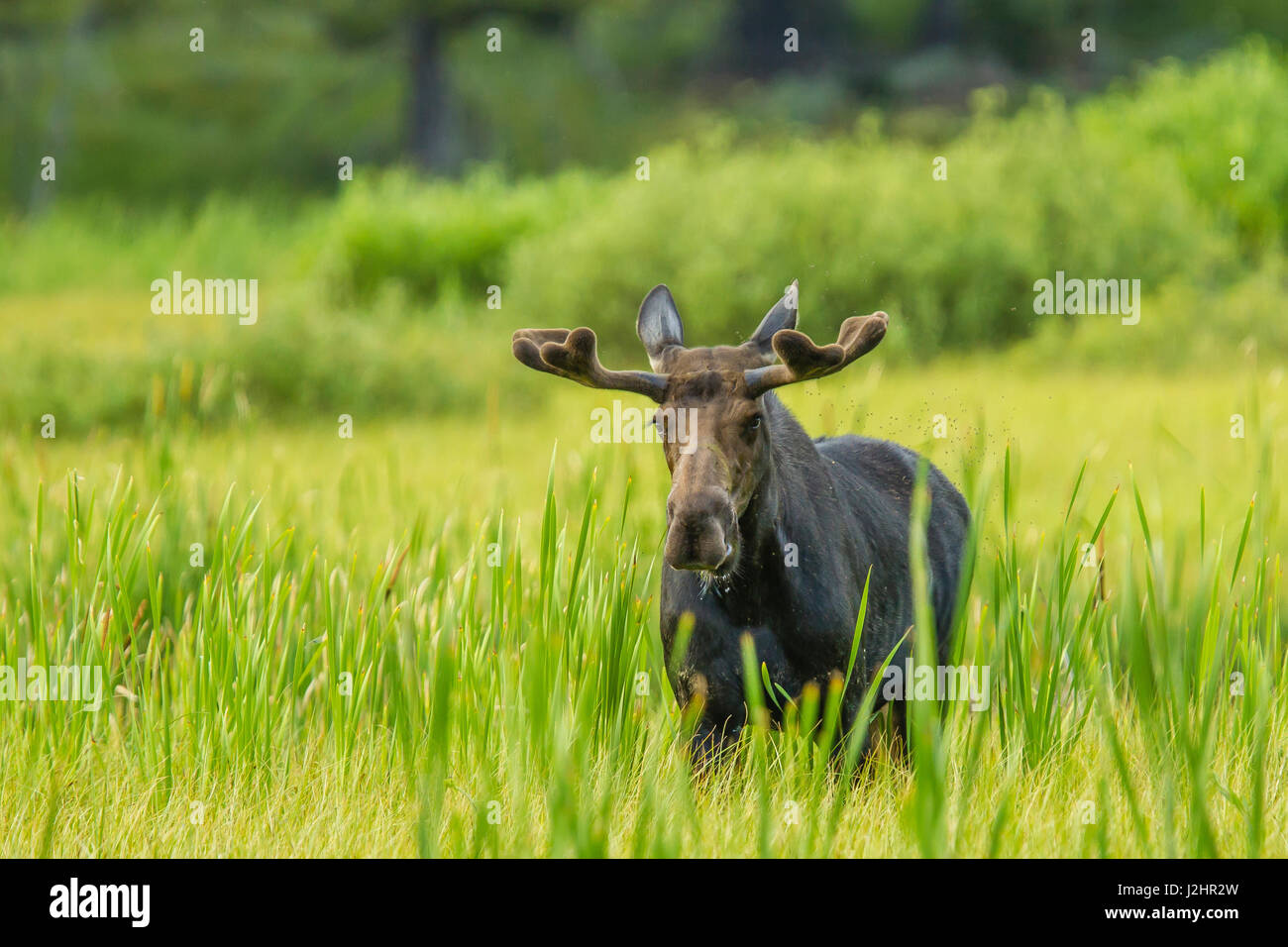 Male Moose in Polecat Creek. Flagg Ranch Wyoming Stock Photo - Alamy
