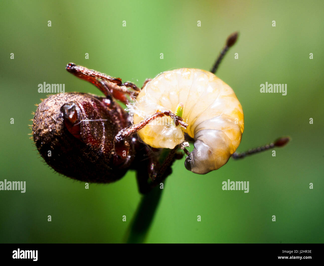 Clay-coloured Weevil (Otiorhynchus singularis) and Larvae - London ...