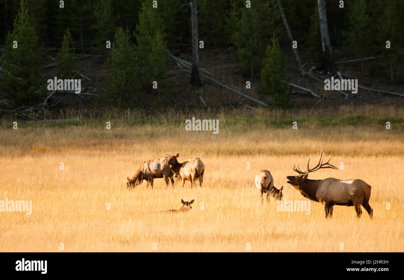 USA, Wyoming, Yellowstone National Park, Bull elk bugling (Wapiti Stock ...