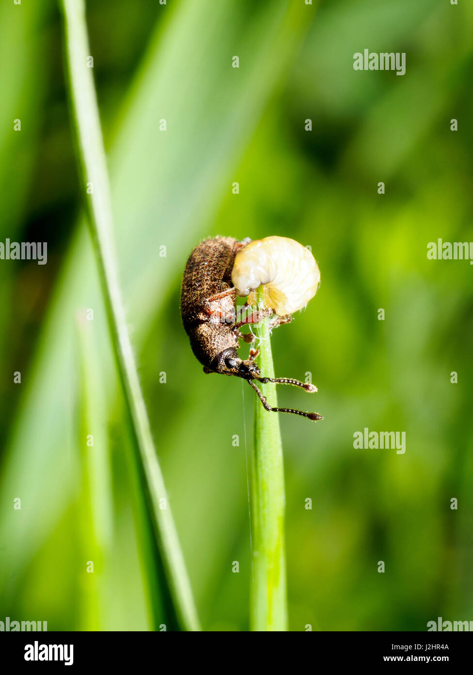 Clay-coloured Weevil (Otiorhynchus singularis) and Larvae - London ...