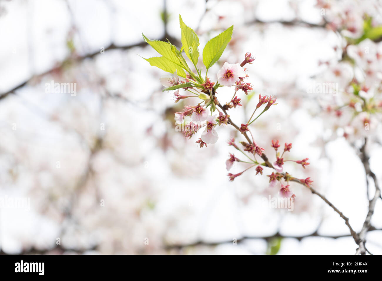 sakura cherry blossom tree japan branch Stock Photo - Alamy
