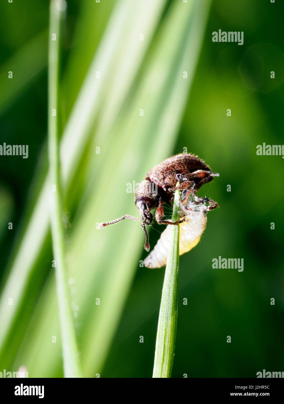 Sheathed larvae hi-res stock photography and images - Alamy