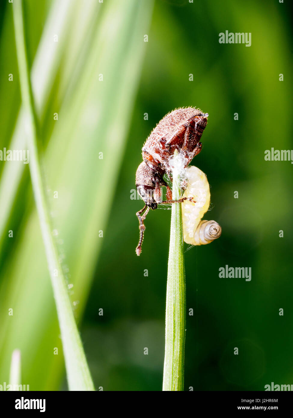 Sheathed Larvae High Resolution Stock Photography and Images - Alamy