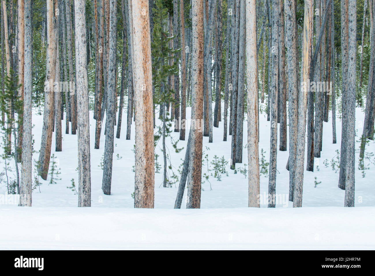 USA, Wyoming, Yellowstone National Park, Lodgepole Pine Forest in the ...