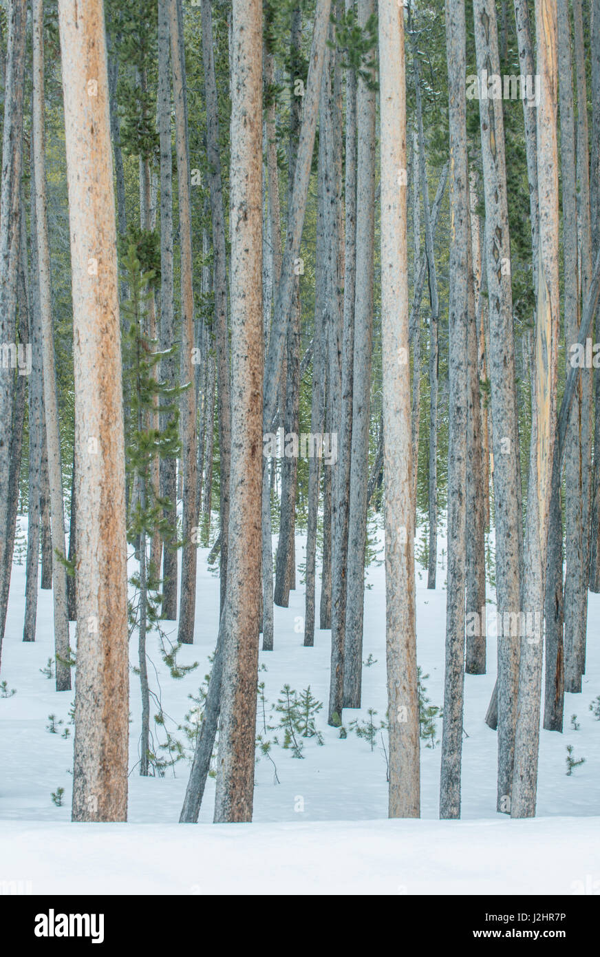 USA, Wyoming, Yellowstone National Park, Lodgepole Pine Forest in the ...