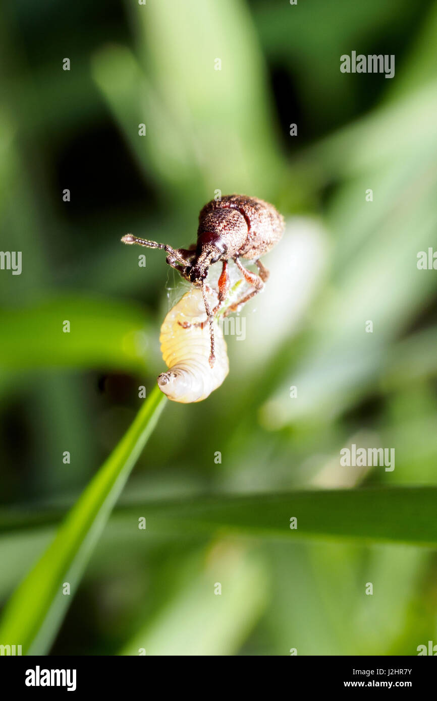 Clay-coloured Weevil (Otiorhynchus singularis) and Larvae - London ...