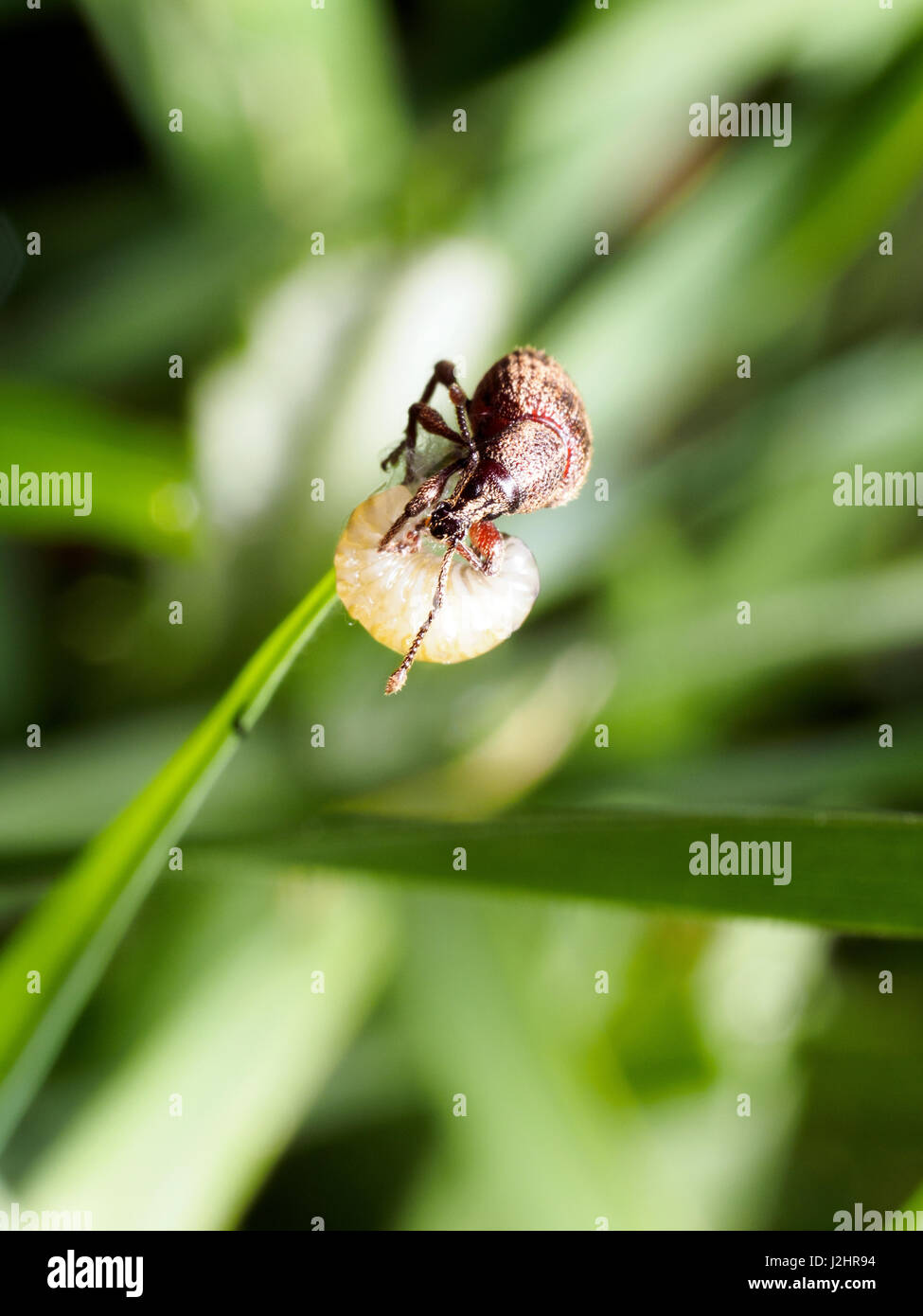 Sheathed larvae hi-res stock photography and images - Alamy