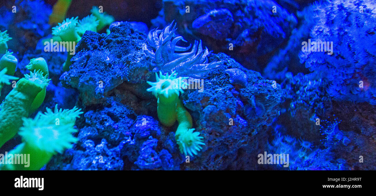 coral close up view under blue light Stock Photo - Alamy