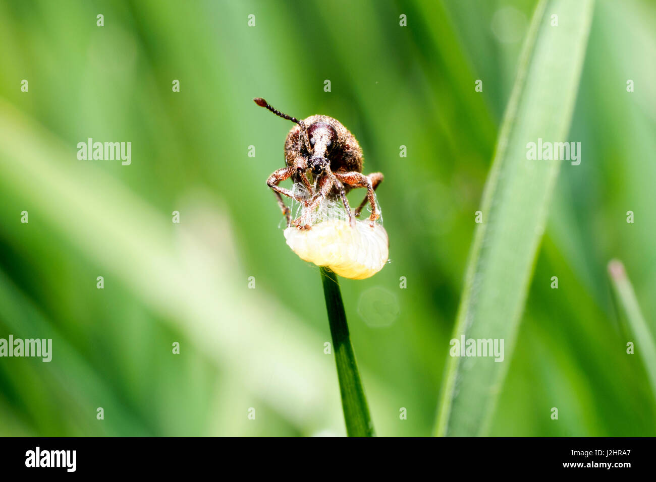 Clay-coloured Weevil (Otiorhynchus singularis) and Larvae - London ...