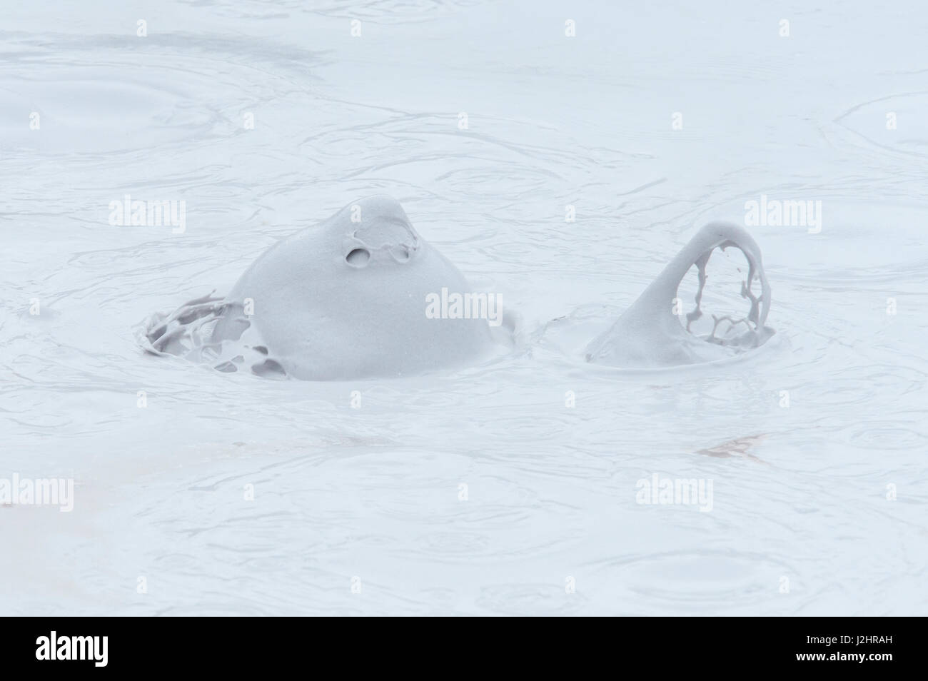 USA, Wyoming, Yellowstone National Park, Fountain Paint Pot Stock Photo ...