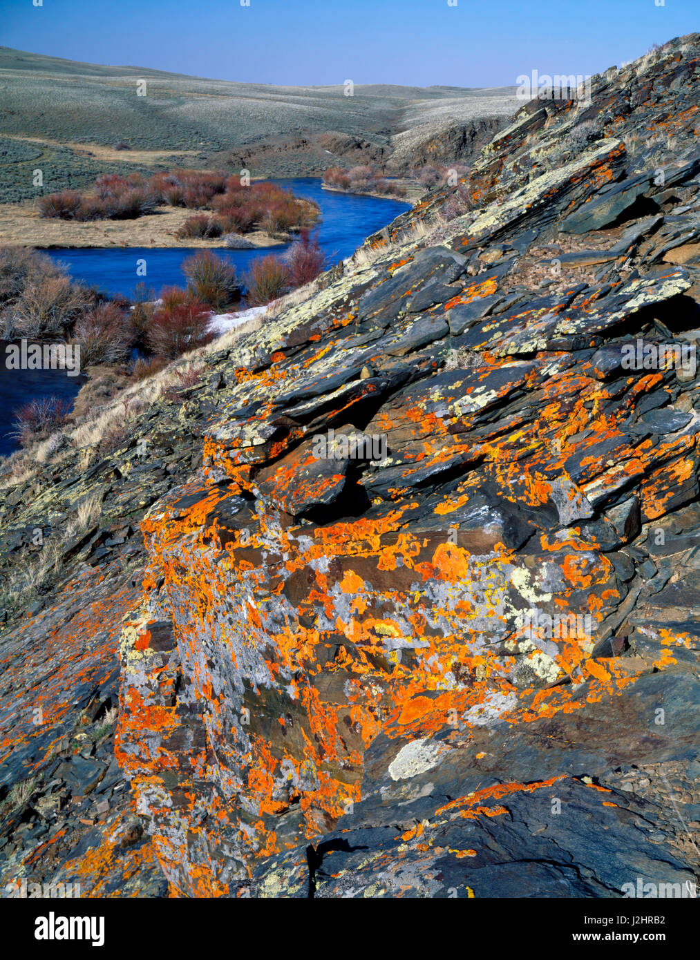Wyoming. USA. Lichen on rock above Sweetwater River near Buffalo Gulch ...