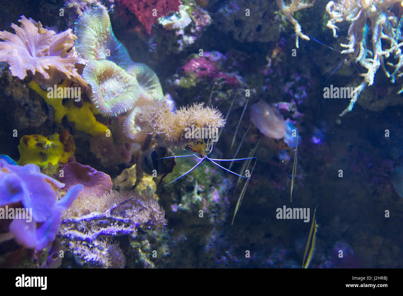 Red salt water aquarium shrimp Stock Photo - Alamy