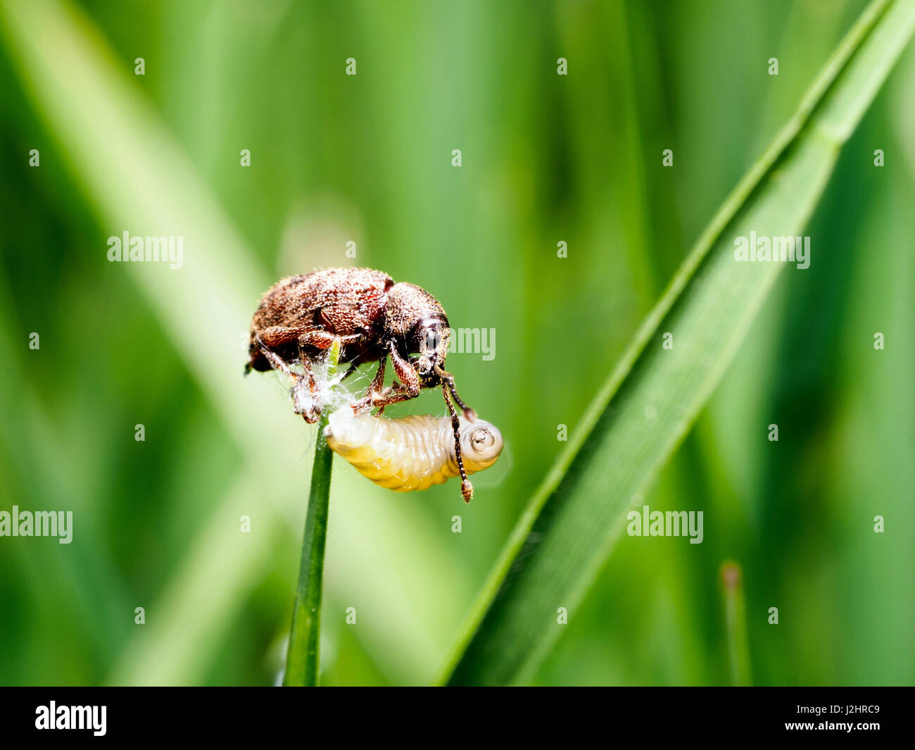 Clay-coloured Weevil (Otiorhynchus singularis) and Larvae - London ...