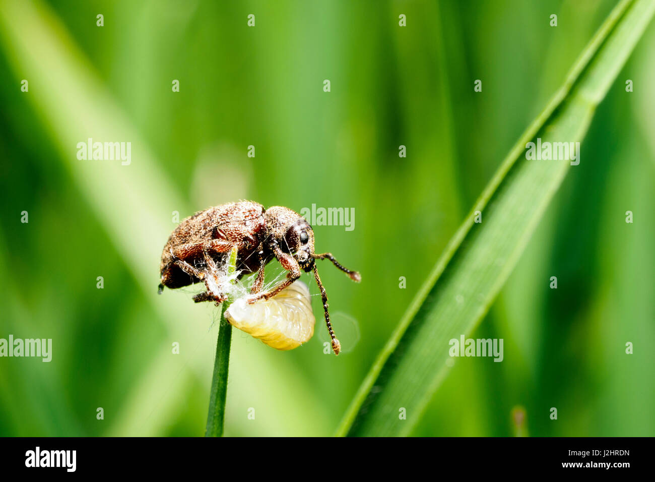 Clay-coloured Weevil (Otiorhynchus singularis) and Larvae - London ...