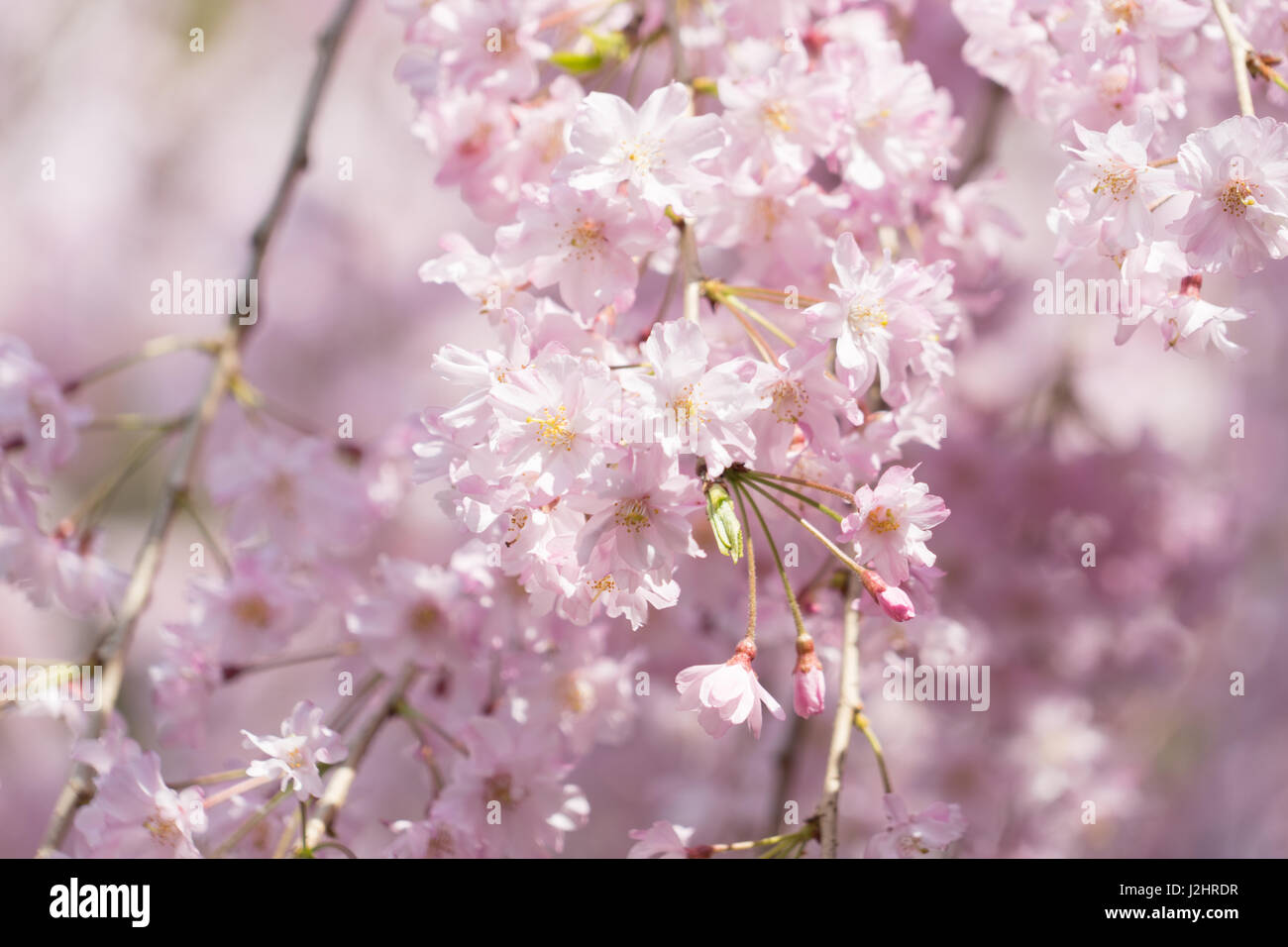 sakura cherry blossom tree japan branch Stock Photo - Alamy