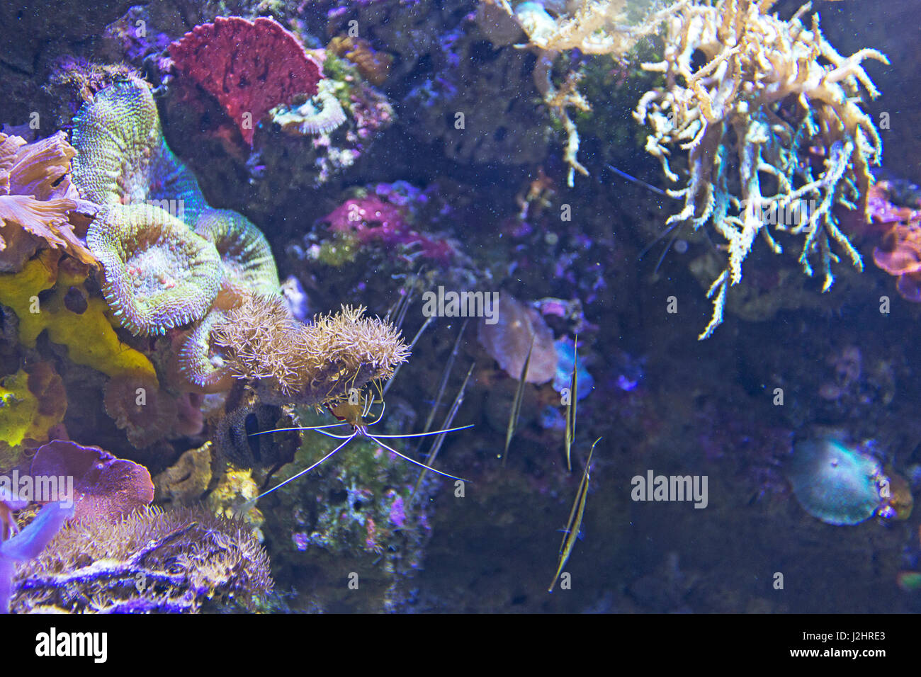 Red salt water aquarium shrimp Stock Photo - Alamy