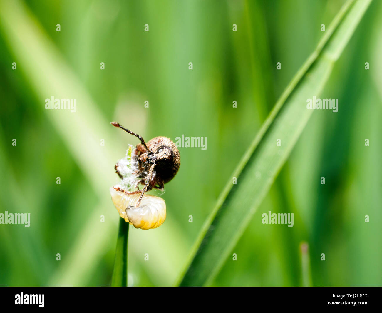 Clay-coloured Weevil (Otiorhynchus singularis) and Larvae - London ...