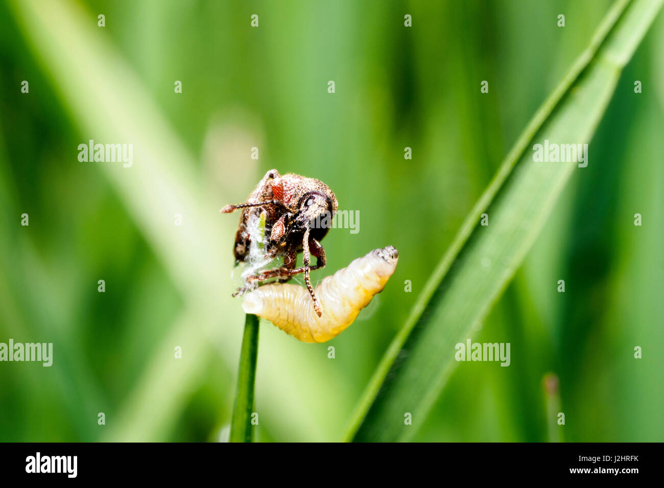 Clay-coloured Weevil (Otiorhynchus singularis) and Larvae - London ...