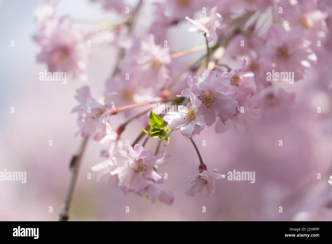 sakura cherry blossom tree japan branch Stock Photo - Alamy