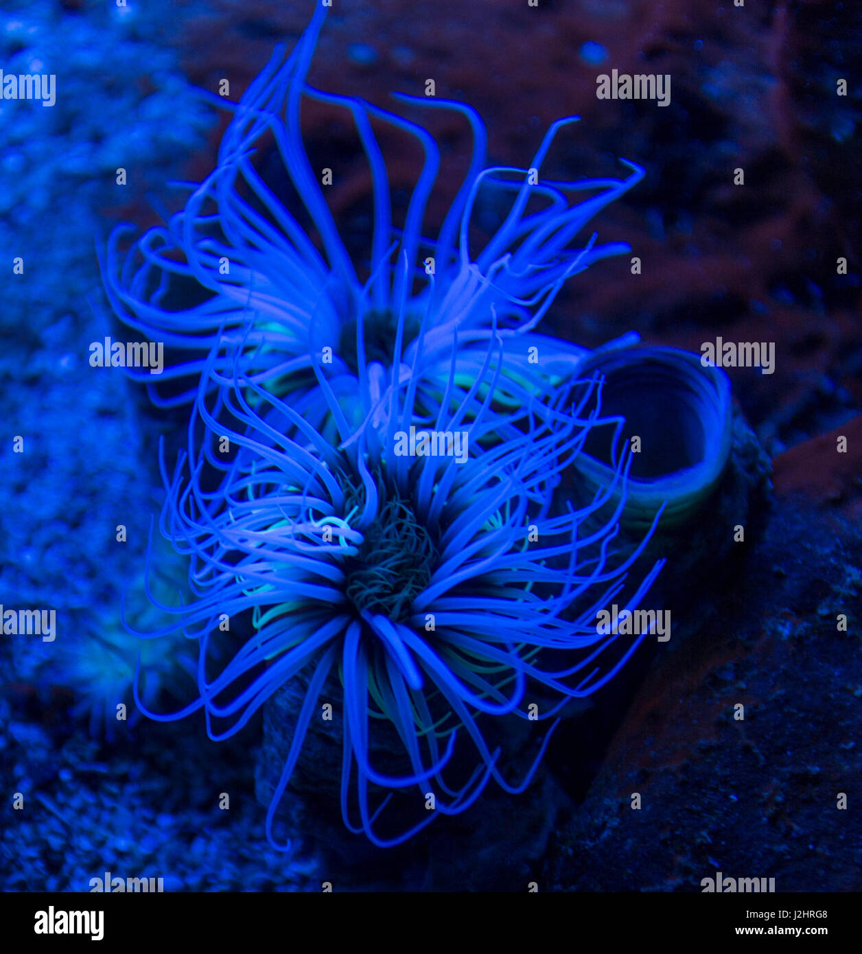 Cylinder anemone (Cerianthus membranaceus), also known as the coloured ...