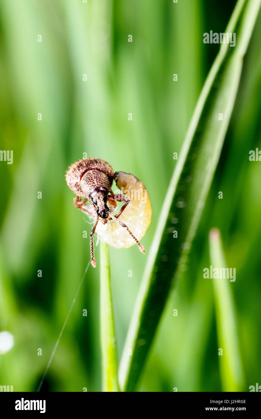 Clay-coloured Weevil (Otiorhynchus singularis) and Larvae - London ...