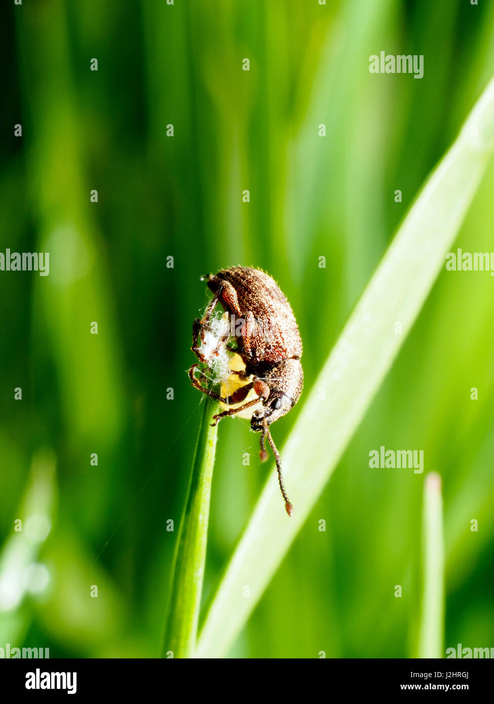 Clay-coloured Weevil (Otiorhynchus singularis) and Larvae - London ...