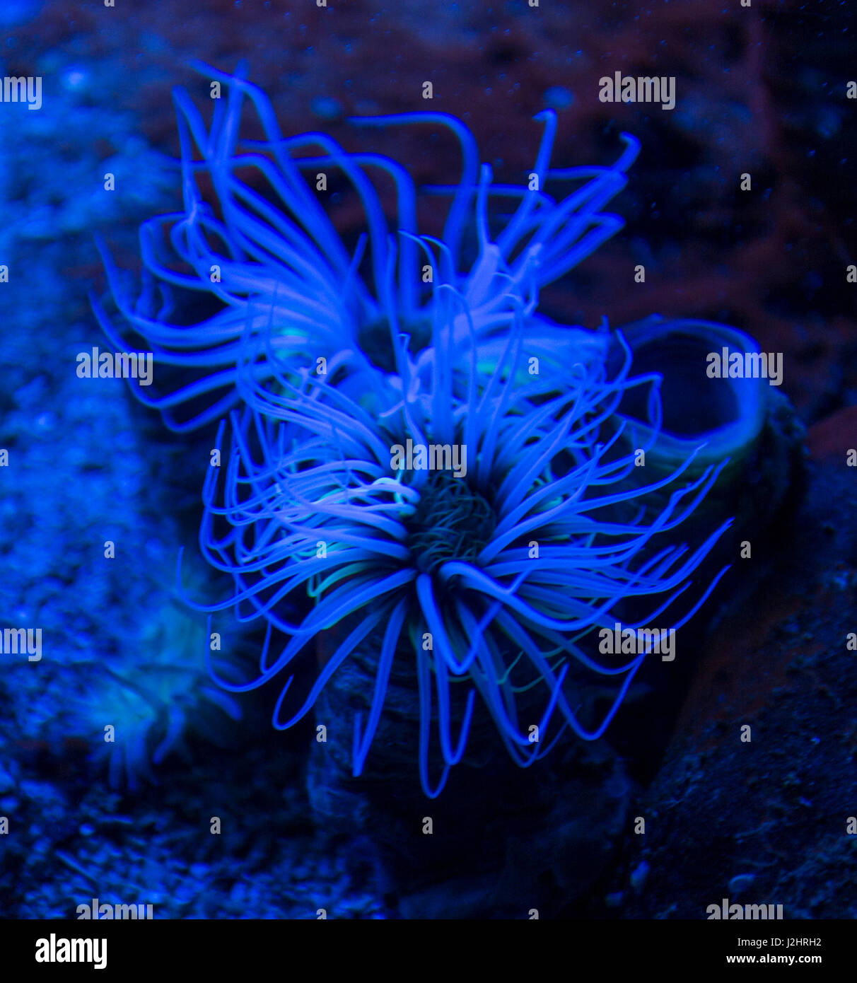 Cylinder anemone (Cerianthus membranaceus), also known as the coloured ...