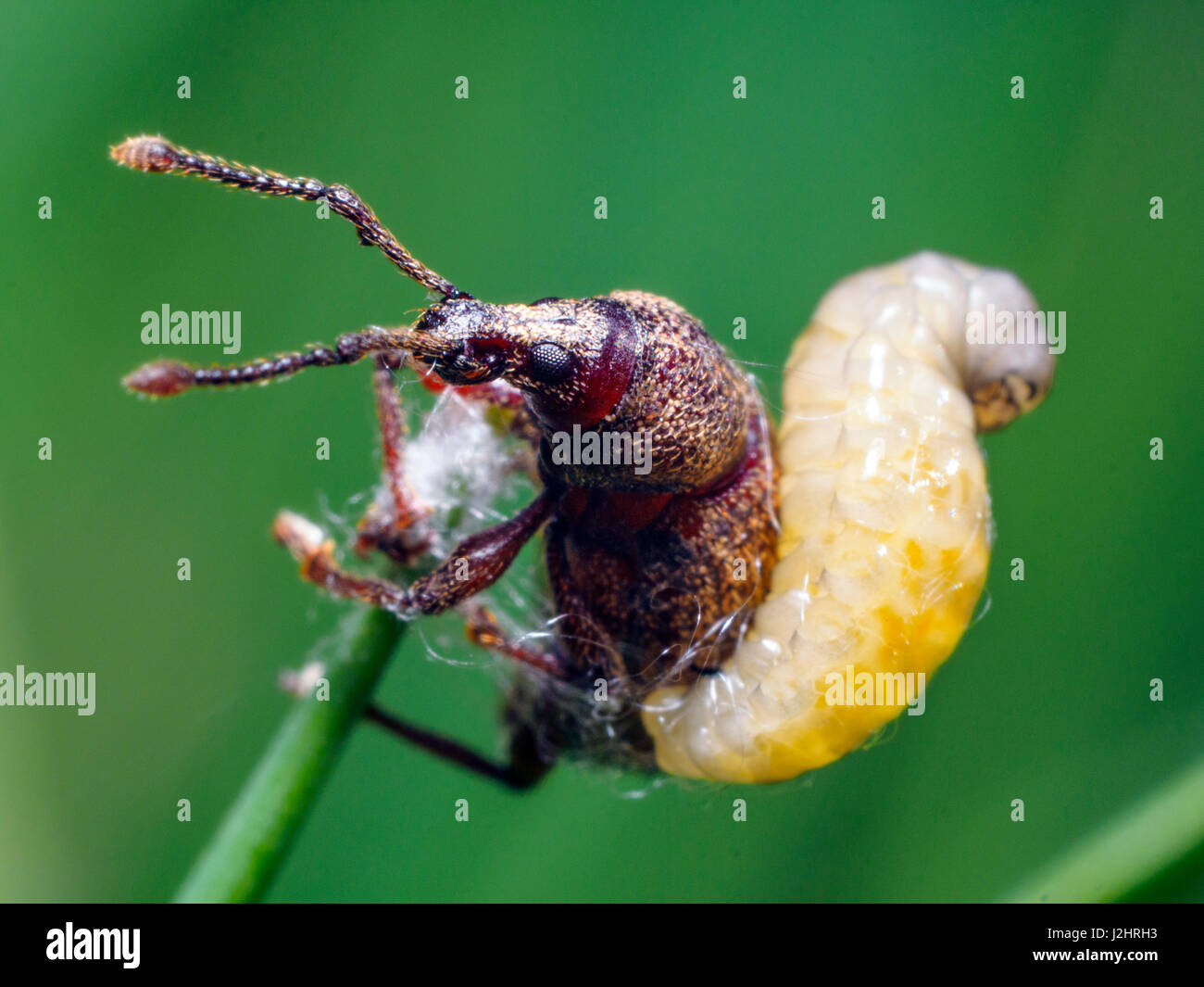 Clay-coloured Weevil (Otiorhynchus singularis) and Larvae - London ...