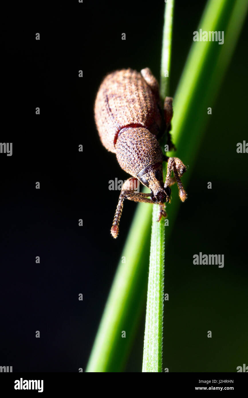 Coloured insects hi-res stock photography and images - Alamy
